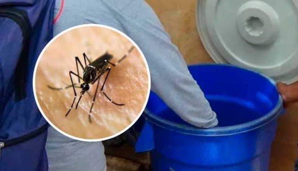 Mosquito transmisor del dengue se encuentra en todo el Callao ...