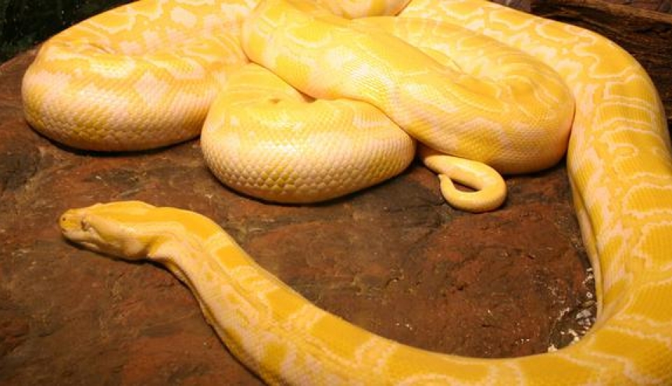 Austria: Una pitón muerde a un hombre sentado en el inodoro de su casa ...